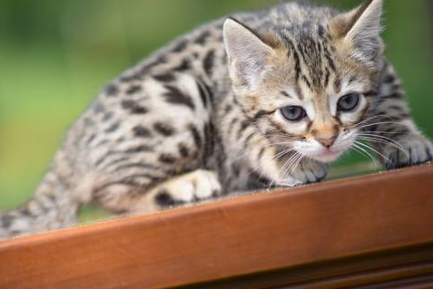 Découvrez toutes les races de chat - Chaton et chat de race