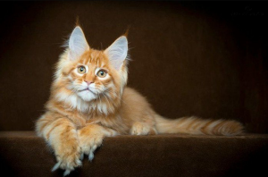 Chat roux - Chaton et chat de race